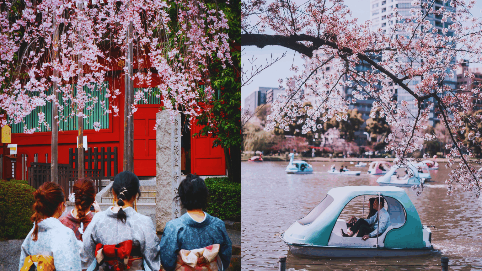Japan Cherry Blossom Forecast 2026: Bloom Dates & Hot Spots Blog ...