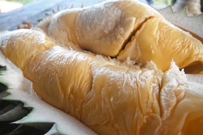 12 Types of Durians and How to Pick the Best One – Blog – YouTrip Singapore