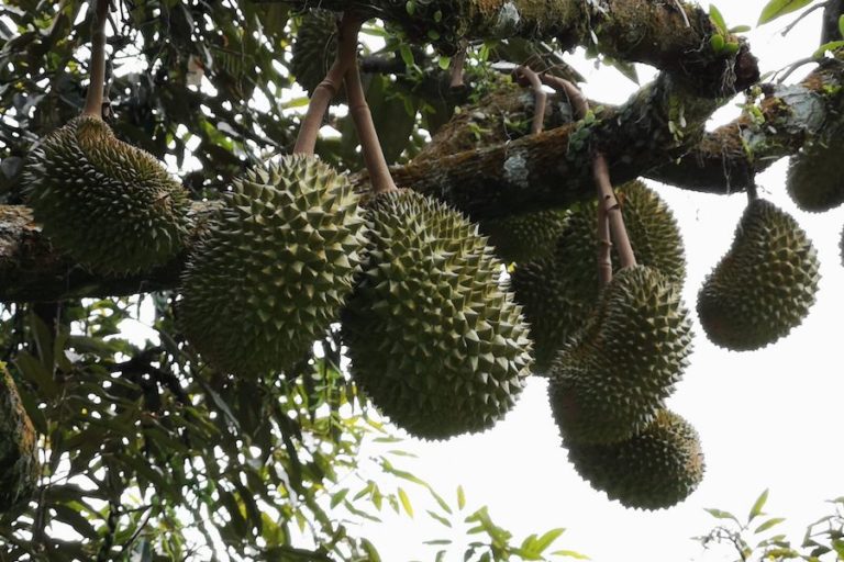 12 Types of Durians and How to Pick the Best One – Blog – YouTrip Singapore