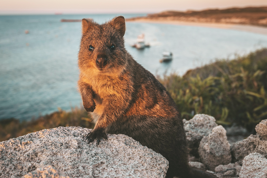 Western Australia's Cutest Wildlife (and Where to Find Them!) – Blog ...