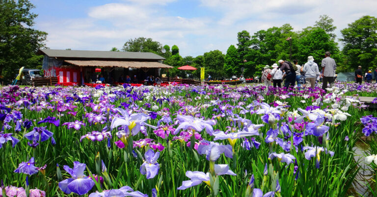 Flower Festivals In Japan To Look Forward To 2023 – YouTrip Singapore