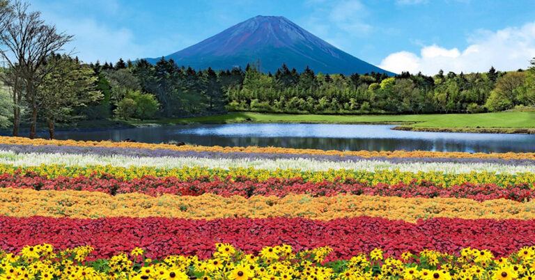 Flower Festivals In Japan To Look Forward To 2023 – YouTrip Singapore