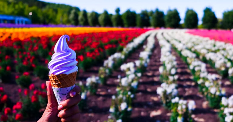 Flower Festivals In Japan To Look Forward To 2023 – YouTrip Singapore