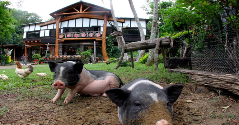 10 Affordable Leisure Farmstays In Taiwan 2024 – YouTrip Singapore