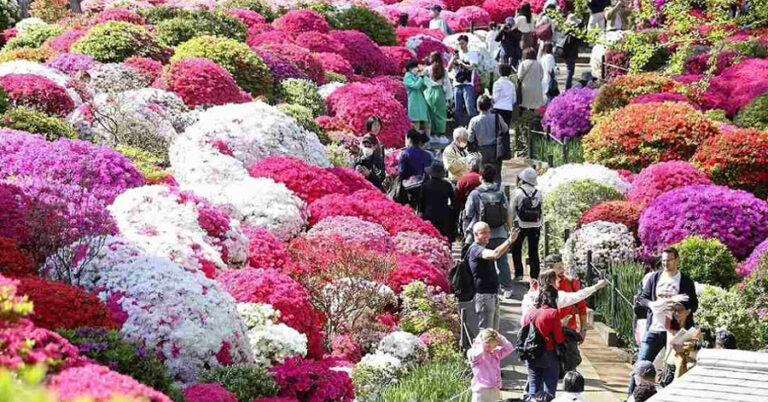 Flower Festivals In Japan To Look Forward To In 2024 – YouTrip Singapore