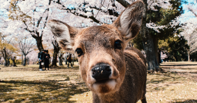 Japan Power Plug & Socket Guide (2025): Types, Voltage, Adapters & Tips ...