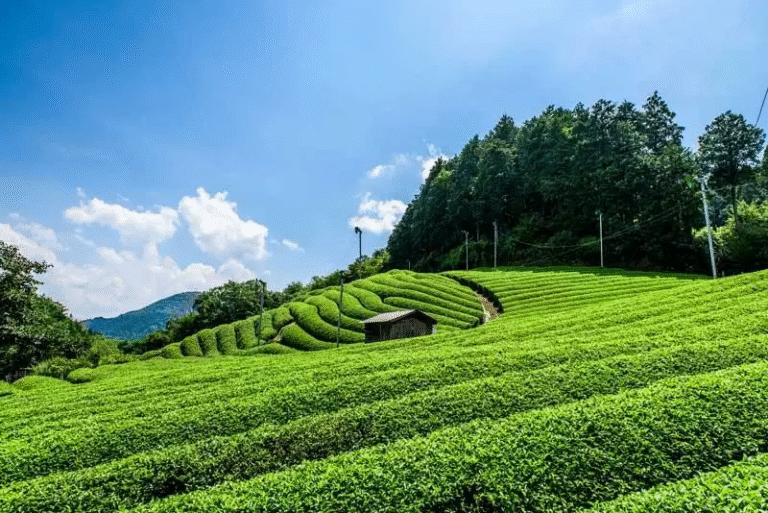 Marukyu Koyamaen Matcha 2026: Best Matcha to Try, Prices & Where to Buy ...