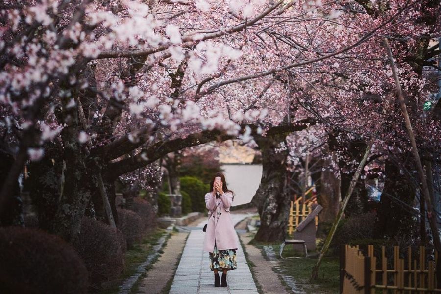 พยากรณ์ซากุระญี่ปุ่น 2025 / 2568 พร้อมจุดชมซากุระทั่วญี่ปุ่น – Blog ...